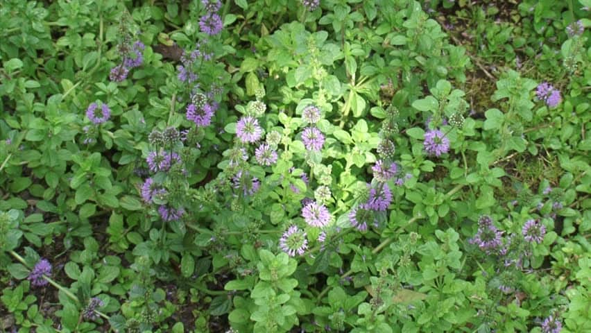 Yarpuz otu ve faydaları - Erzincan Haber, Erzincan