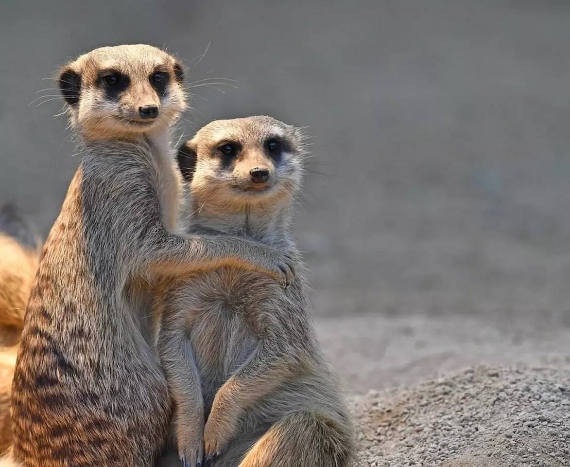 Mirket: Mirketlerin anatomik yapısı nasıldır? Mirketler neden ölür ...