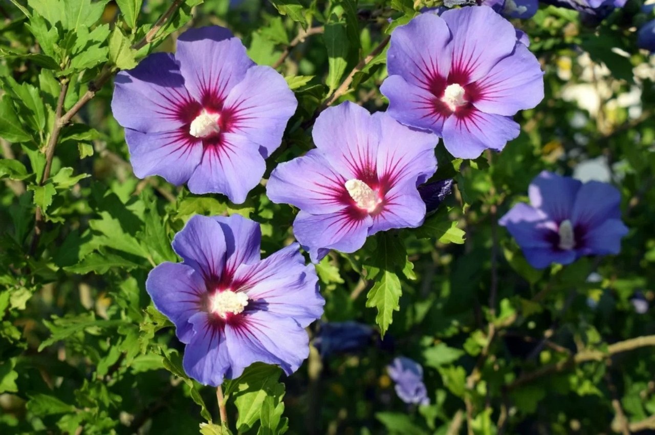Hatmi çiçeği: Doğal şifa kaynağı ve cilt dostu bitki - Erzincan Haber ...