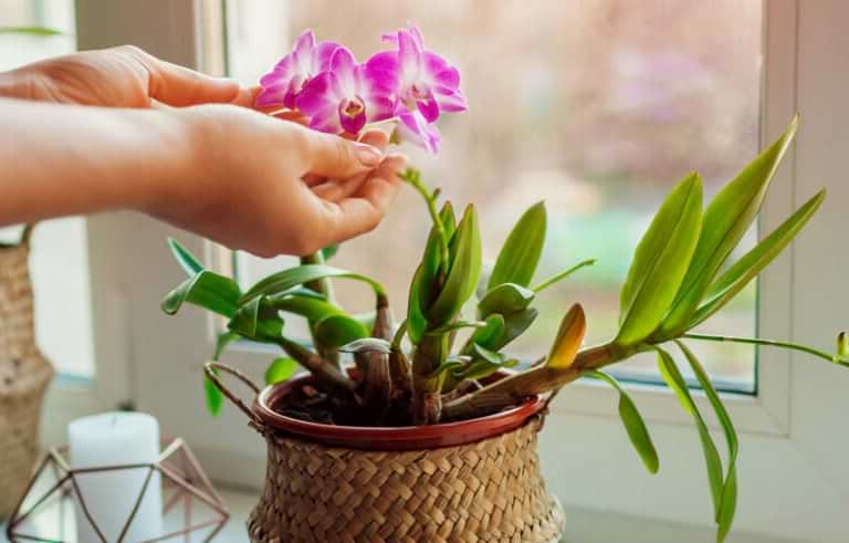 Orkide Bakımında Aloe Vera Mucizesi - Erzincan Haber, Erzincan