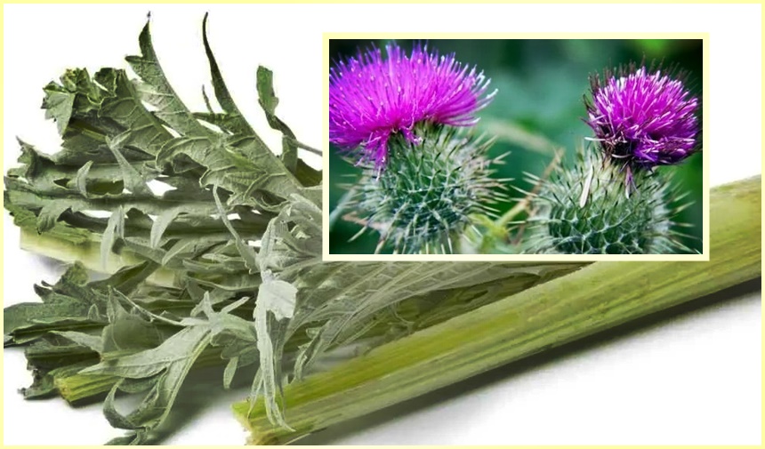 Doğanın Mucizevi Şifacısı Kenger Otu - Erzincan Haber, Erzincan